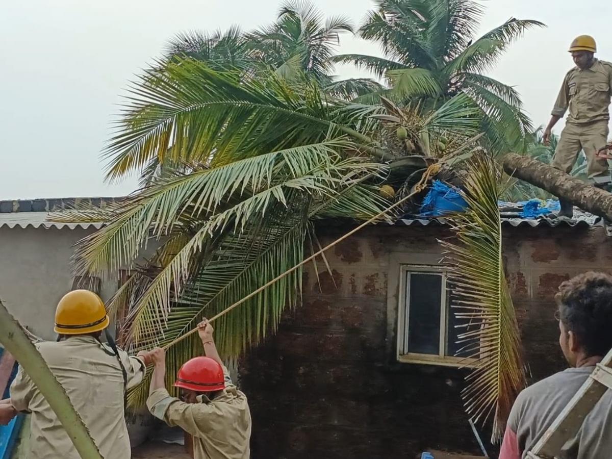 मुरगाव तालुक्यात ६ झाडे कोसळली; वृद्ध जोडपे असलेल्या वाहनावर माड ...