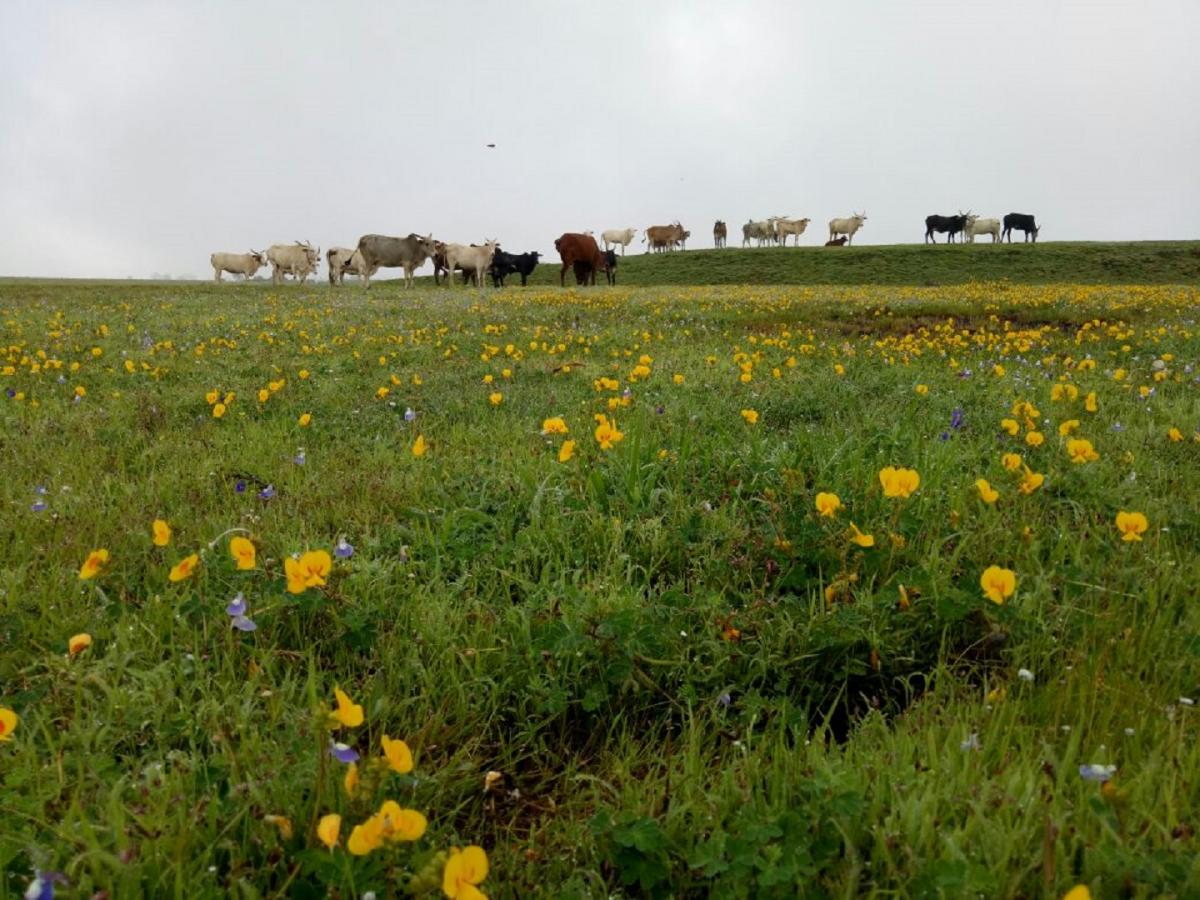 मसाई पठार 'संवर्धन राखीव क्षेत्र' म्हणून घोषित, जैवविविधता संरक्षणासाठी ...