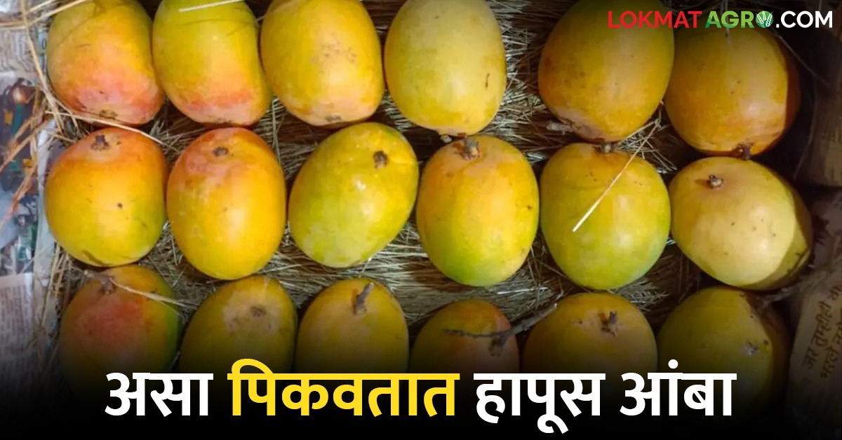 Hapus Mango : आंबा पिकवण्याची नैसर्गिक पद्धत माहितीये का? | Hapus Mango ...