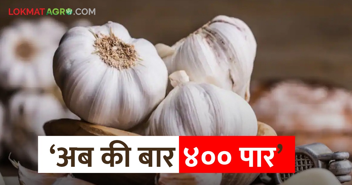 कोरडा लसूण ४५० ते ५०० रु. किलो! लसणाच्या किमती वाढण्याची कारणं काय? | Dry garlic 450 to 500 Rs ...