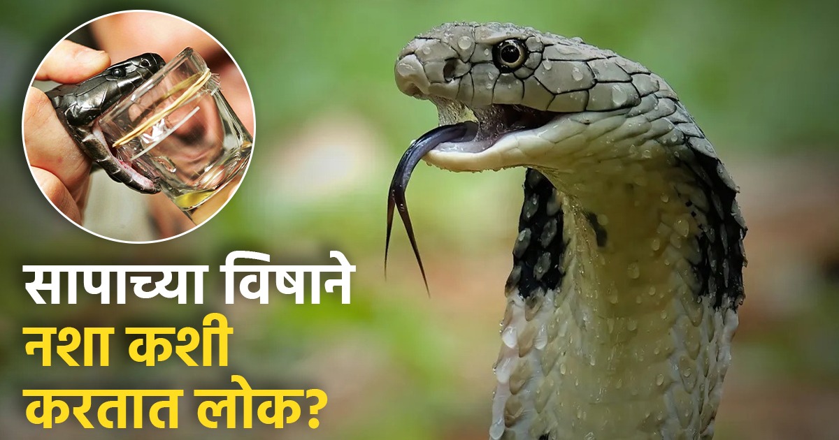 सापाचं विष जीवघेणं असतं, मग त्याच विषाने नशा कशी करतात लोक? - Marathi News | Snake venom is ...