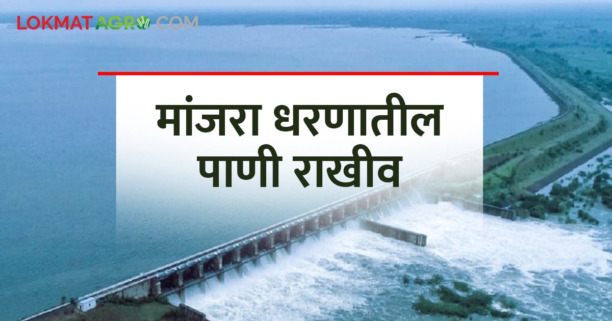 मांजरा धरणातील पाणी राखीव; पिकांना फटका, किती पाणीसाठा शिल्लक? | Water ...