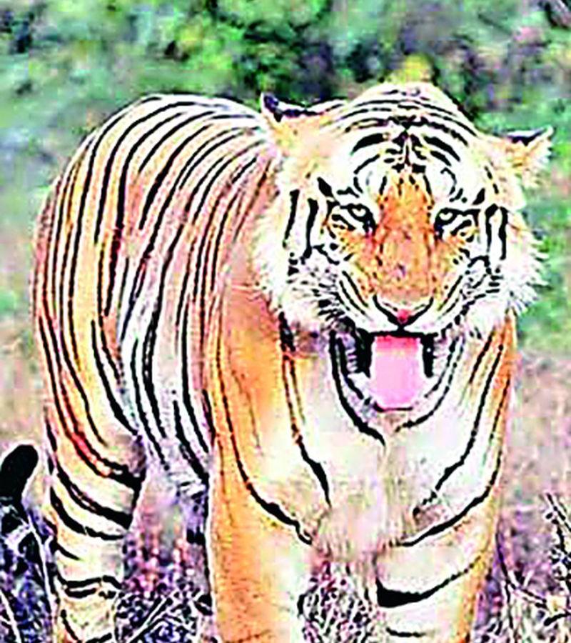 वाघोबाचा आधी बैलावर हल्ला, मग रस्त्यावरच मांडले ठाण...! - Marathi News ...
