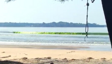 समुद्राचे निळे पाणी अकस्मात हिरवे, माडबन समुद्रकिनारी हिरव्या रंगाच्या ...