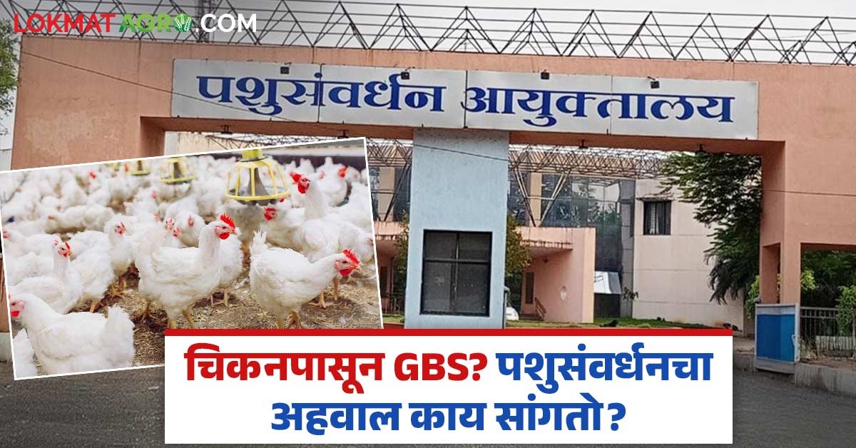 Pune GBS Virus : चिकन खाल्ल्यामुळे GBS नाहीच! पशुसंवर्धन विभागाचा अहवाल ...