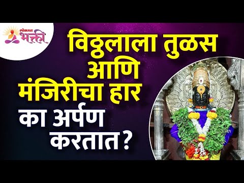 विठ्ठलाला तुळस आणि मंजिरीचा हार का अर्पण करतात? Why we offer Tulsi ...