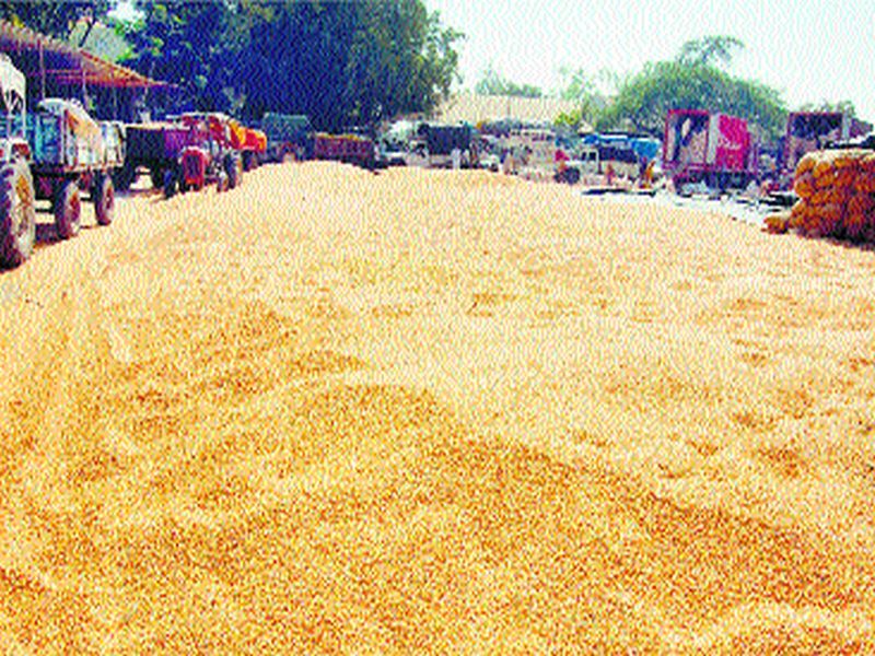 येवल्यातील मका खरेदी बंद Nashik Marathi News | Closing of maize ...