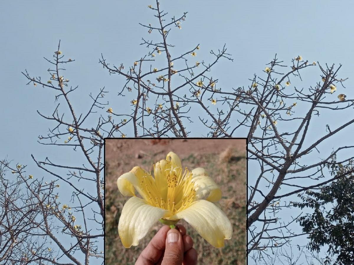 Kolhapur: शाहूवाडीत आढळला दुर्मिळ ‘पिवळ्या काटेसावरीचा वृक्ष’ Kolhapur ...