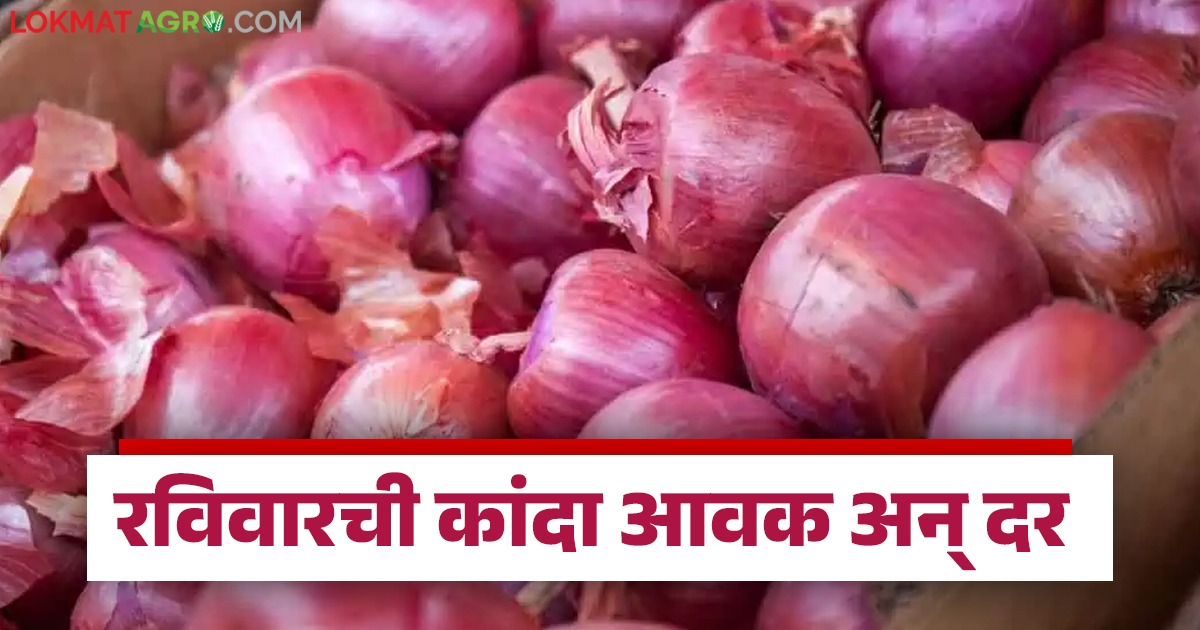Kanda Market : लाल कांद्यासह उन्हाळ कांद्याच्या दरात बदल, रविवारी काय ...