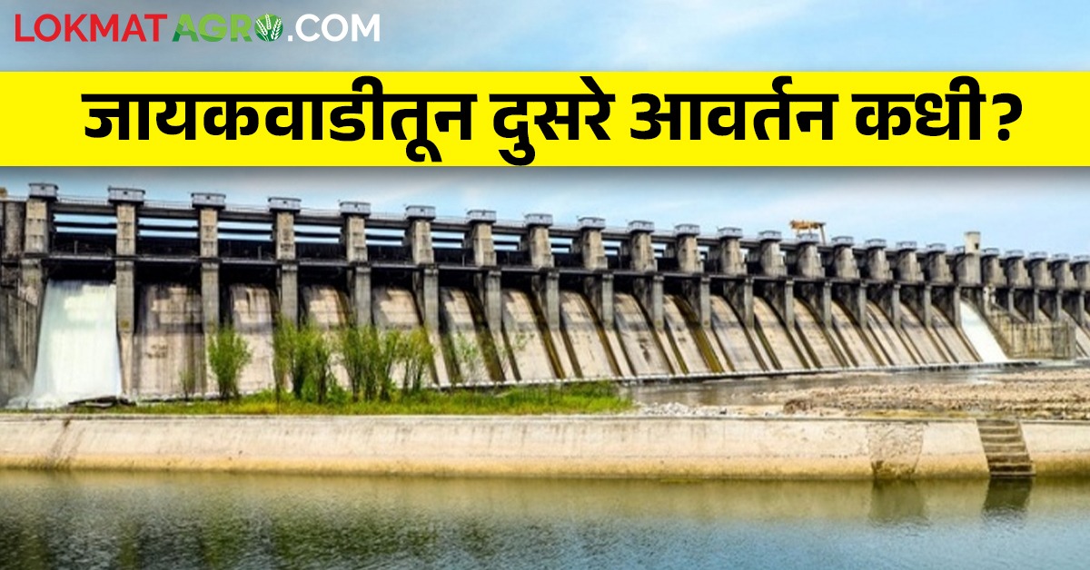 Jayakwadi Dam: जायकवाडीतून दुसरे आवर्तन कधी सोडले जाणार? | Jayakwadi ...