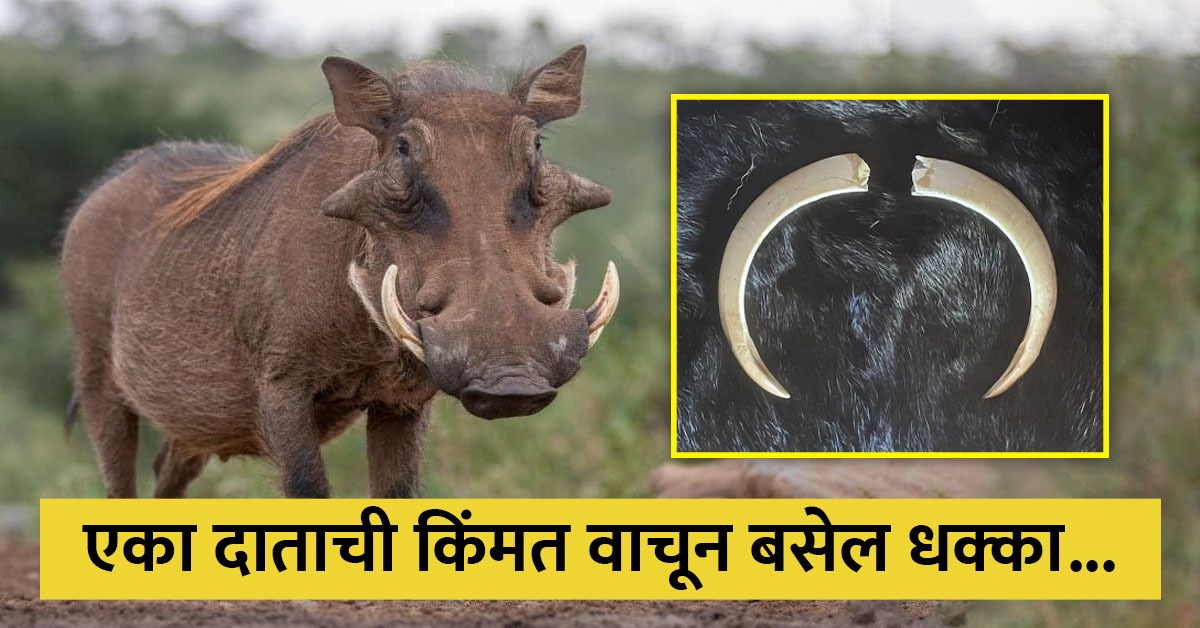 हत्तीच्या दातांपेक्षाही महागडे विकले जातात या प्राण्याचे दात, किंमत ...