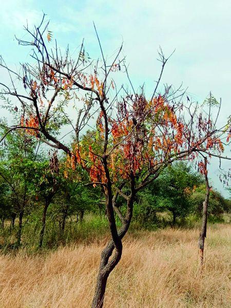 हे काय आक्रित? अचानक का सुकायला लागली कडुनिंबाची झाडे? Nagpur Marathi ...