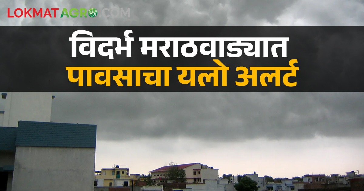 Maharashtra Rain Alert: विदर्भ- मराठवाड्यात १३ जिल्ह्यांना यलो अलर्ट, पुढील ३ दिवस ...