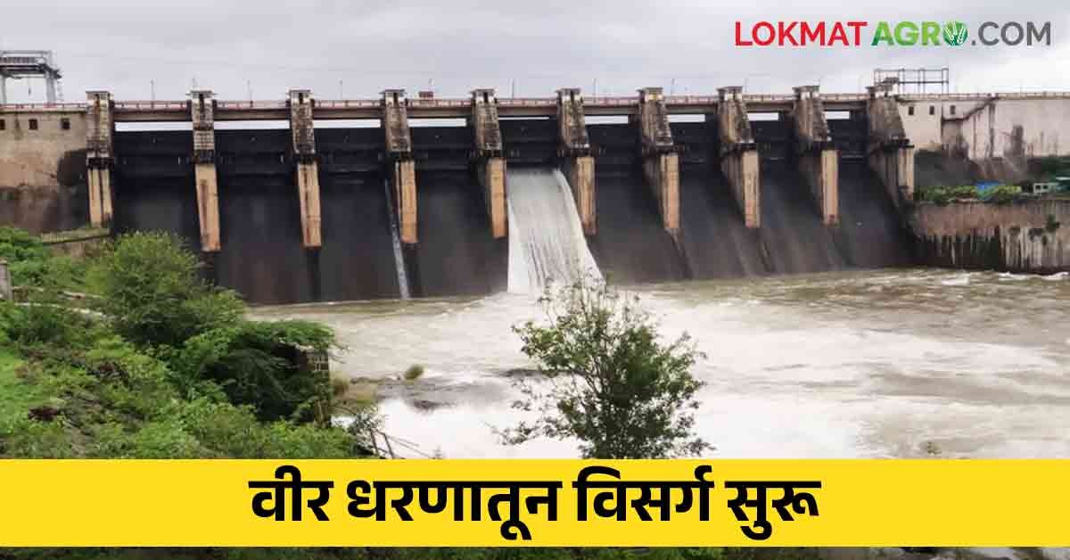 Veer Dam : सह्याद्री घाटमाथ्यावर दमदार पावसाची हजेरी! वीर धरणातून ...