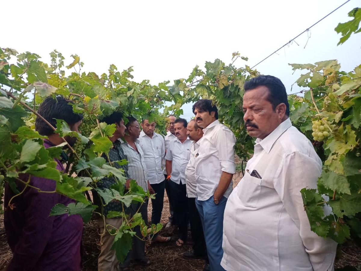 निफाड येथील उद्ध्वस्त द्राक्षबागांची पाहणी Nashik Marathi News ...