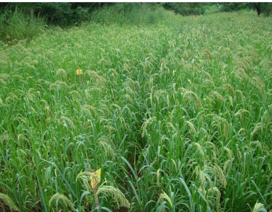 दिंडोरी तालुक्यात नागली, वरई पिक झाले दुर्मिळ - Marathi News | In ...