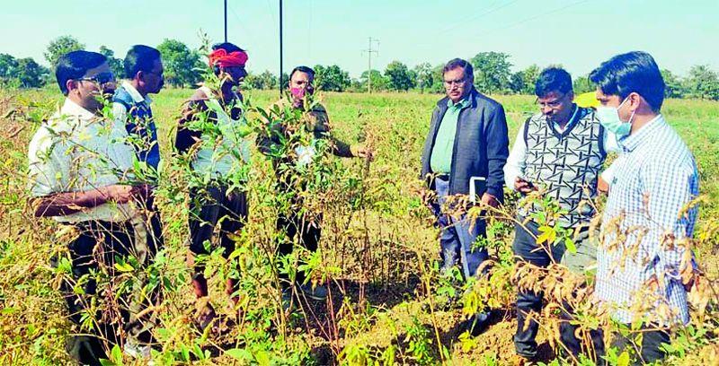 यंदा जिल्ह्यात तुरीच्या उत्पादनात येणार हेक्टरी नऊ क्विंटलची घट Vardha ...