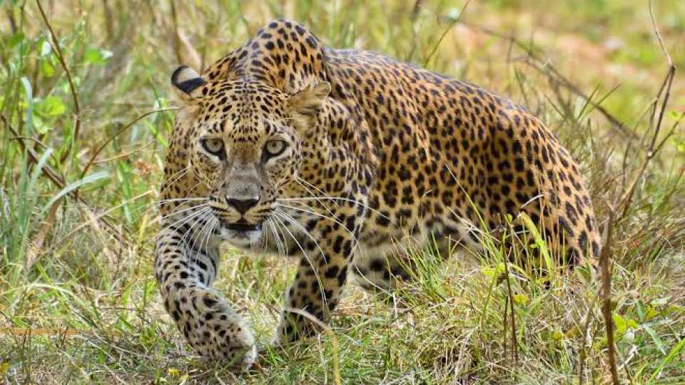 धुळवडमध्ये बिबट्यांचा संचार Nashik Marathi News | Transmission of ...