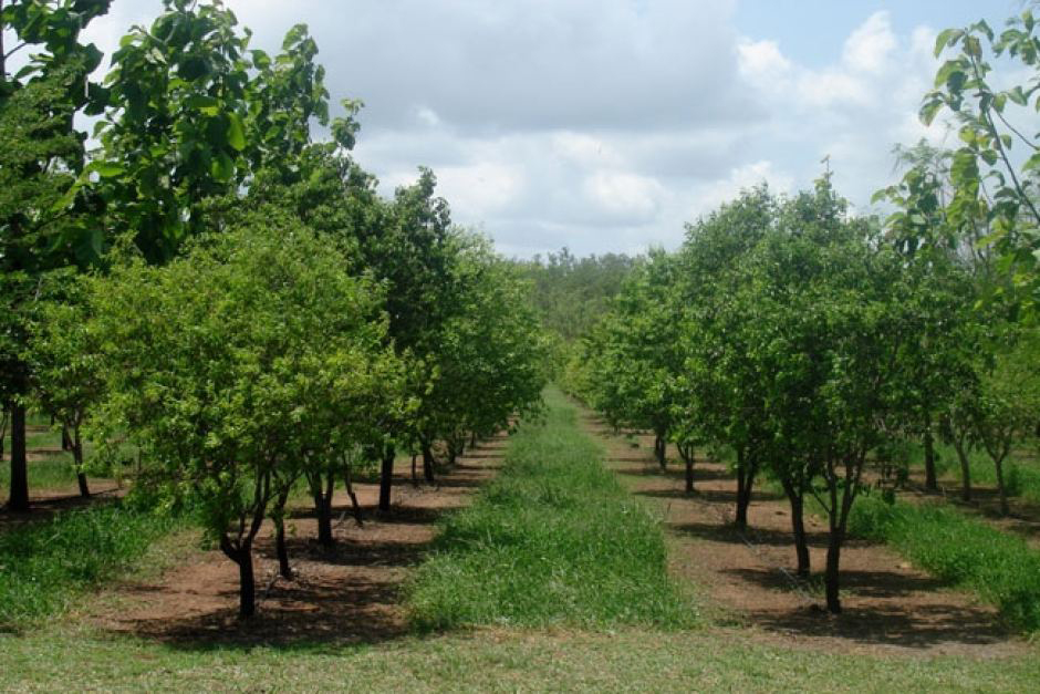 चंद्रपूर जिल्ह्यातील वरोरा तालुक्यात नऊ हजार चंदन वृक्षांची लागवड ...