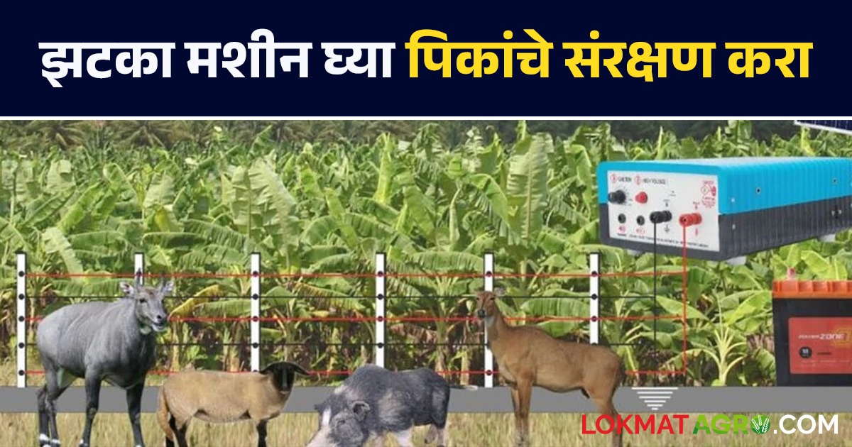 Solar Zatka Machines : बल्लारपूरातील १९६७ शेतकऱ्यांना ७५% अनुदानावर ...