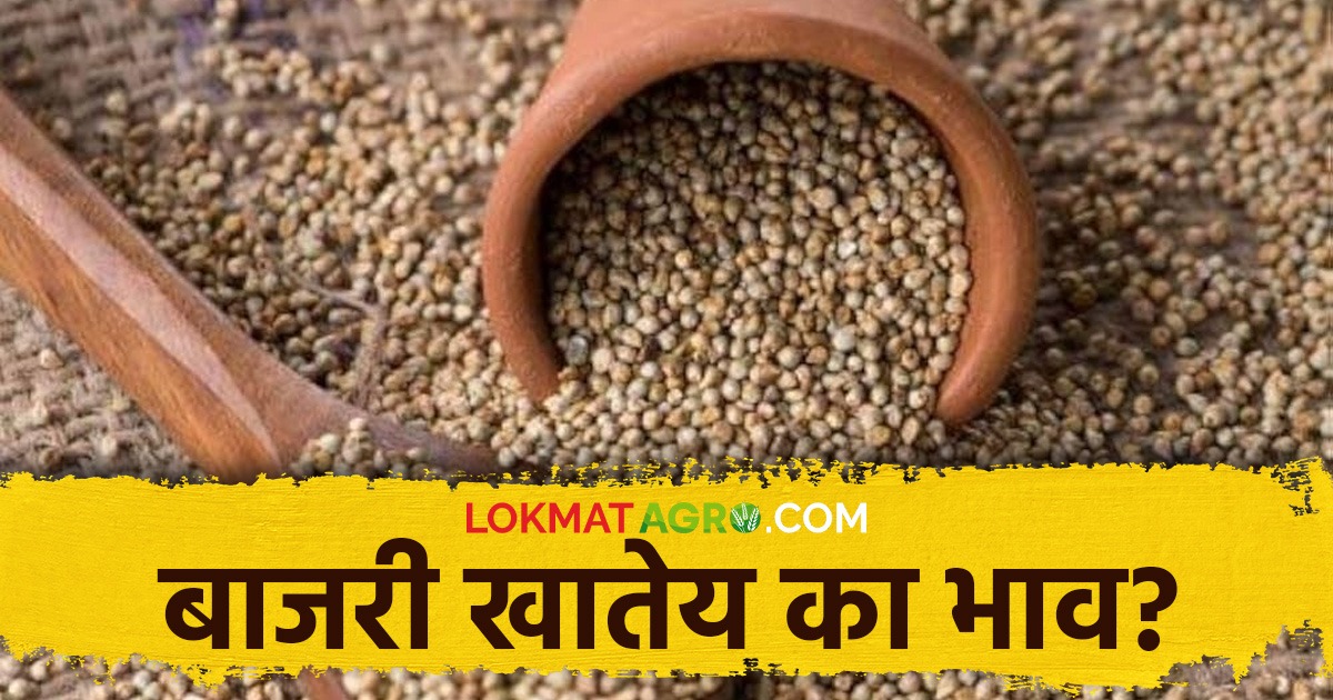 Bajari Market Price : राज्यात सर्वत्र होतेय बाजरीची आवक; वाचा काय ...