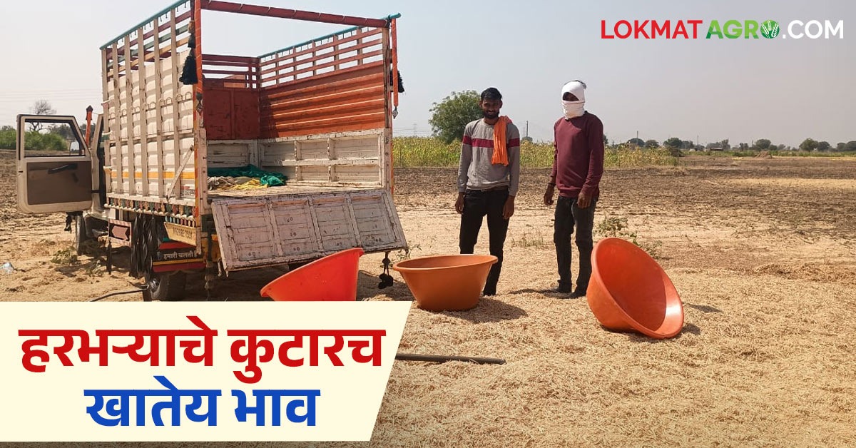 हरभऱ्याच्या कुटाराला सुगीचे दिवस; जनावरांच्या चाऱ्यासाठी मागणी वाढली ...