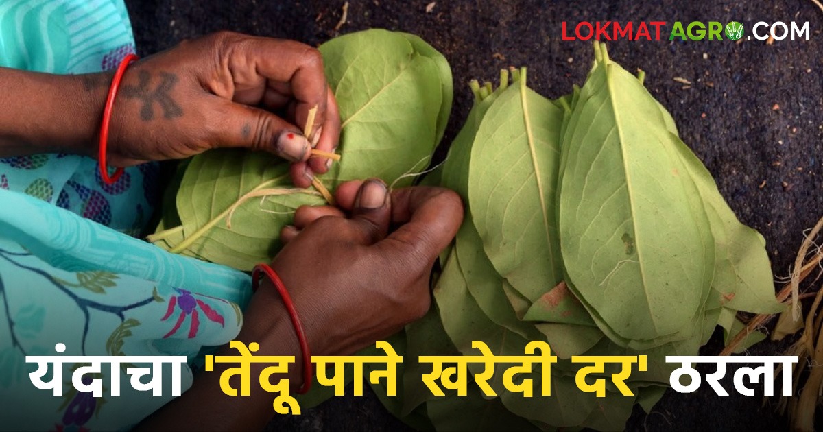 Tendu Patta : यंदाचा तेंदू पाने खरेदी दर ठरला; जाणून घ्या काय असणार दर ...
