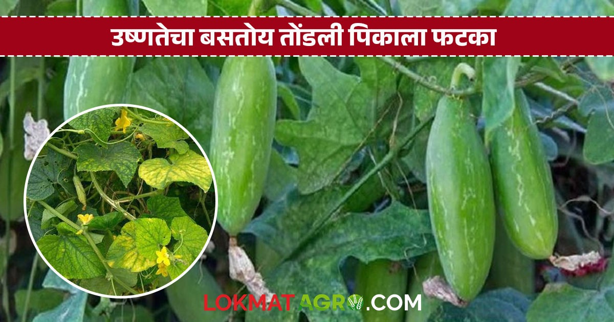 अति उन्हामुळे तोंडलीची पाने पिवळी, किडीचाही धोका; उत्पादन घटणार | Due ...