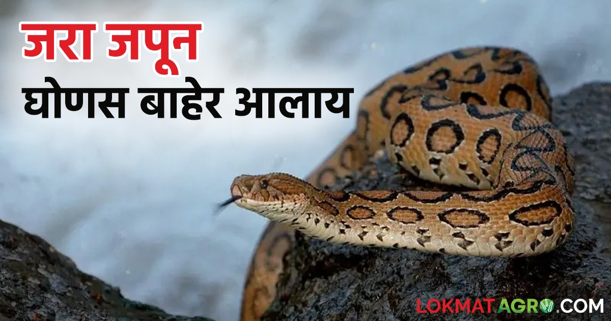 Russell's Viper : घोणस या अतिविषारी सर्पाचा वावर वाढला; 'अशी' घ्या ...