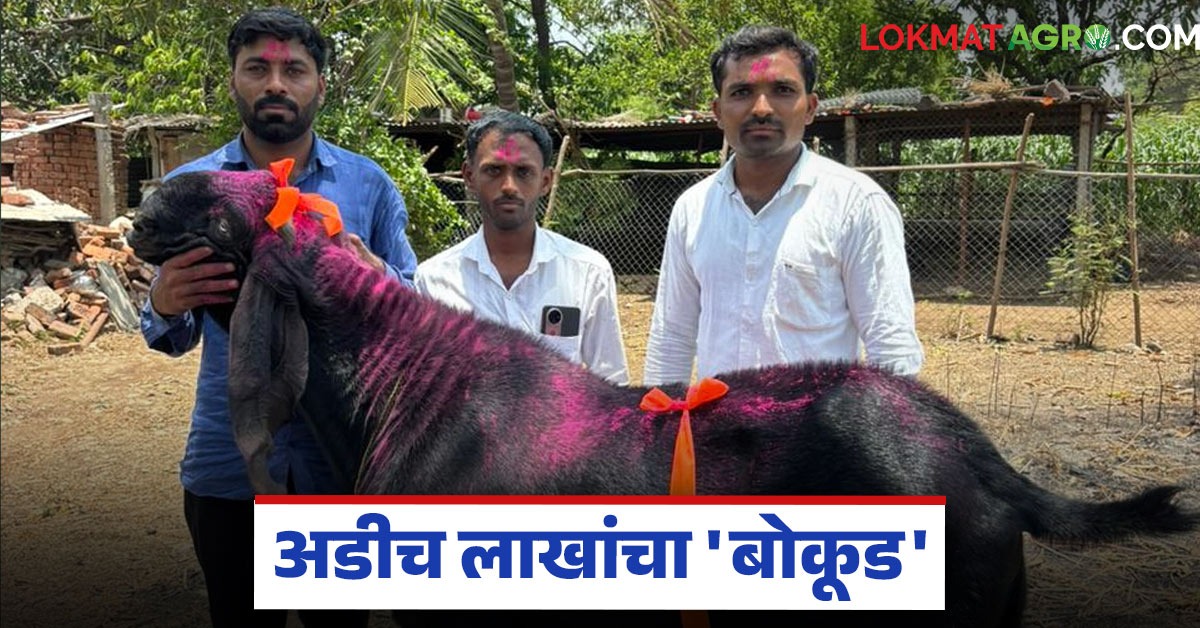 आकर्षक शरीरयष्टी, उत्कृष्ट प्रजनन क्षमतेमुळे १३० किलो वजनाच्या बोकडाची ...