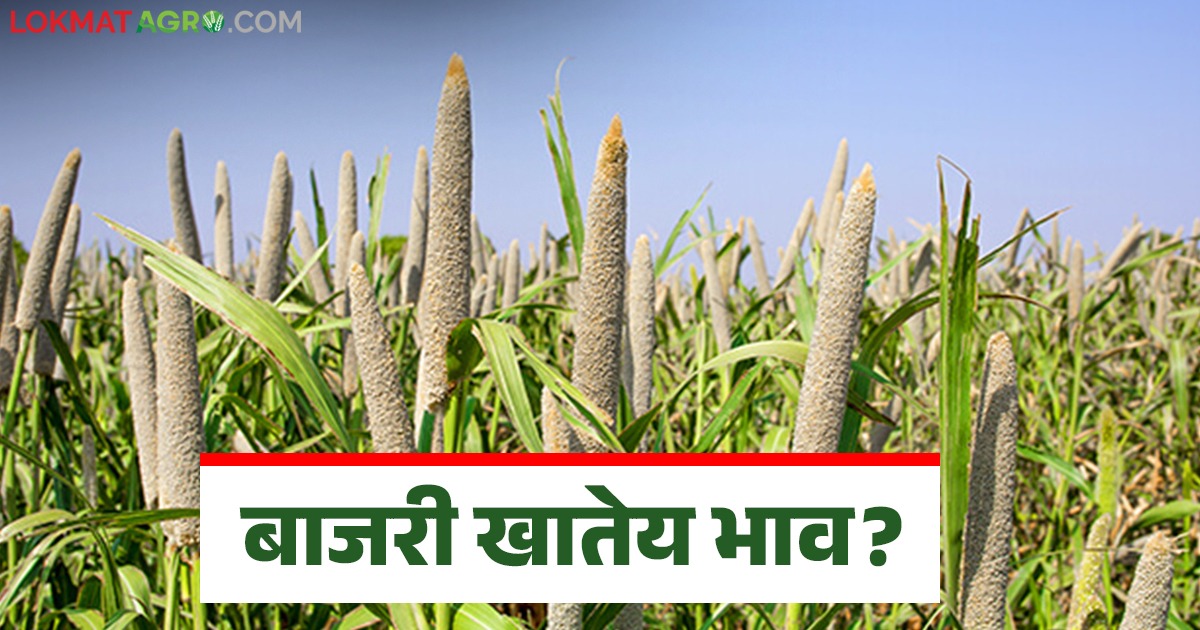 Bajari Bajar Bhav : बाजारात उन्हाळ बाजरी ठरणार का गेम चेंजर? वाचा आजचे ...