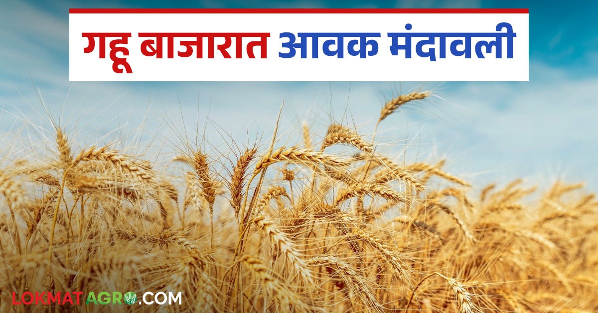 Gahu Bajar Bhav : राज्याच्या गहू बाजारात आवक मंदावली; वाचा काय मिळतोय ...