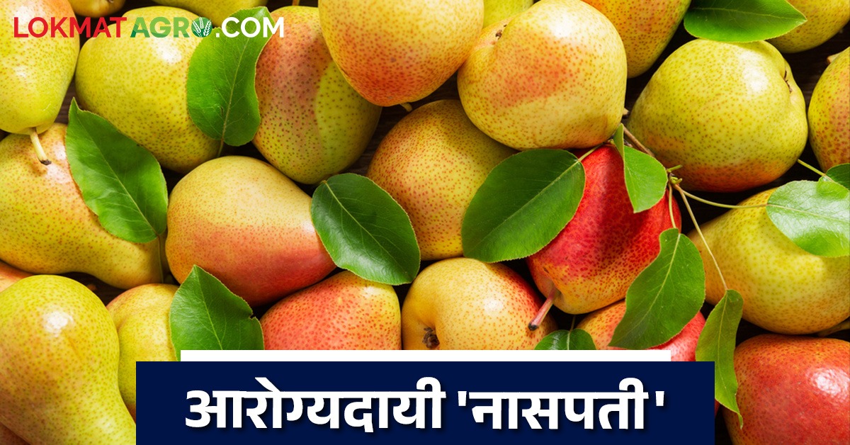 Nasapati Fruit : विविध आजारांवर गुणकारी त्रिदोषनाशक नासपती | Nasapati ...
