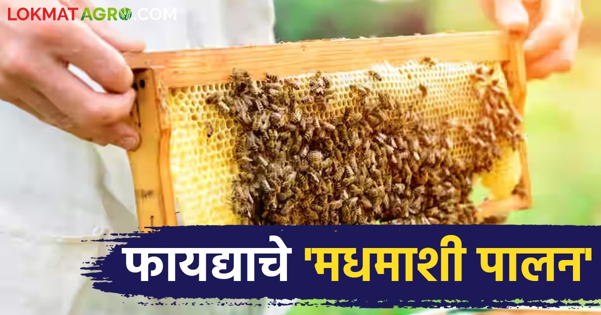 'मधमाशी पालन' देईल साथ; ग्रामीण अर्थव्यवस्थेला चालना देण्यासाठी घ्या ...