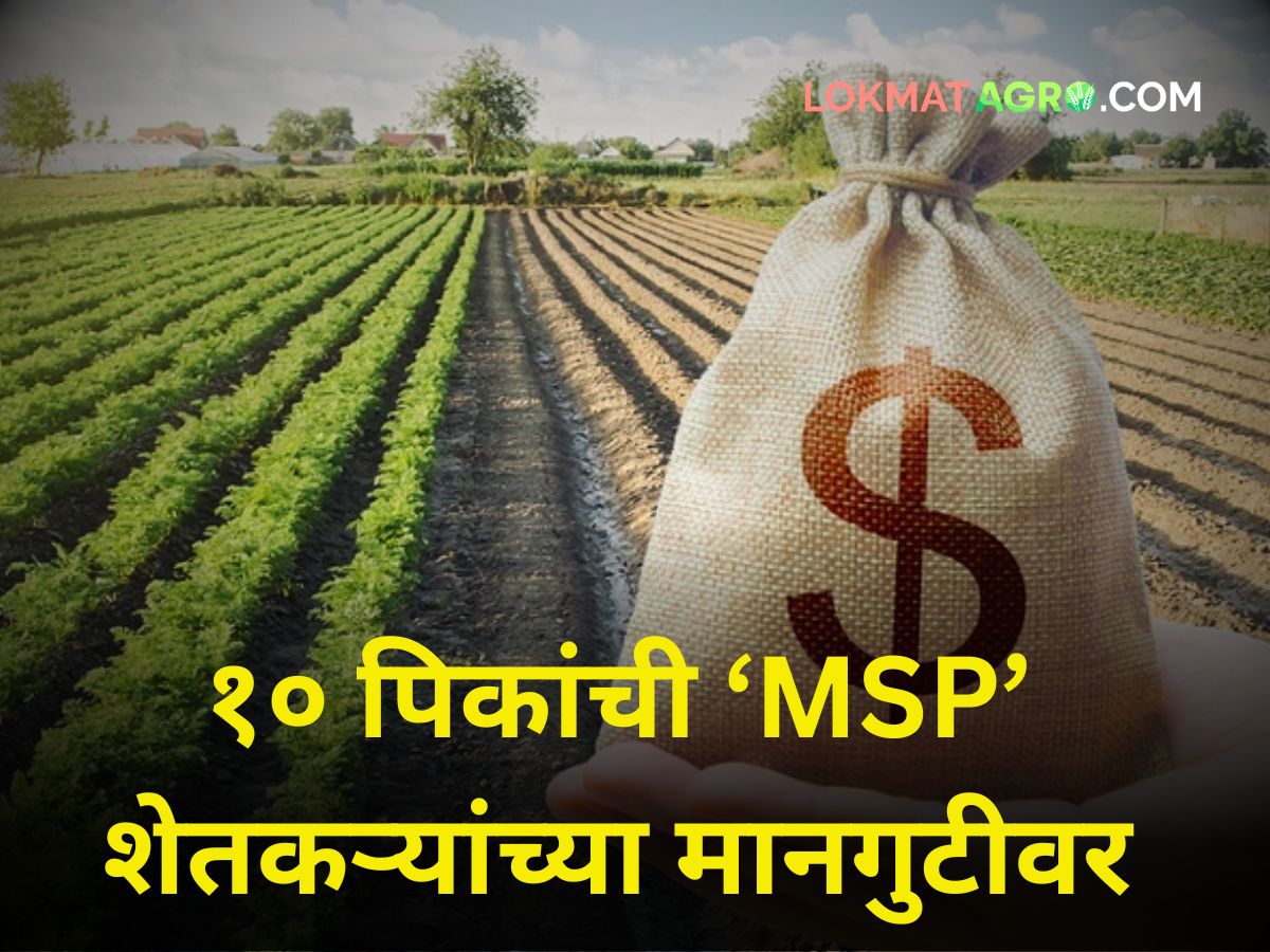 Crop MSP : १० पिकांची ‘एमएसपी’ उत्पादन खर्चापेक्षा १५ ते ५० टक्के कमी ...