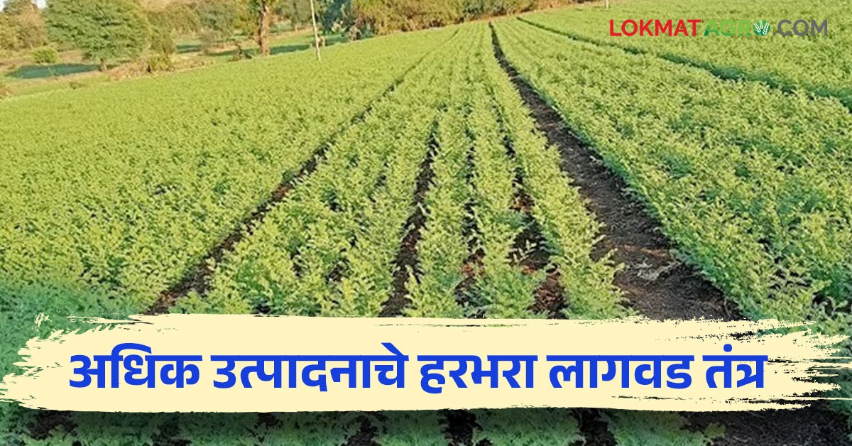 रबी हंगामात हरभरा पिकासाठी पट्टा पद्धतीचा वापर करा अन् उत्पादन वाढवा ...