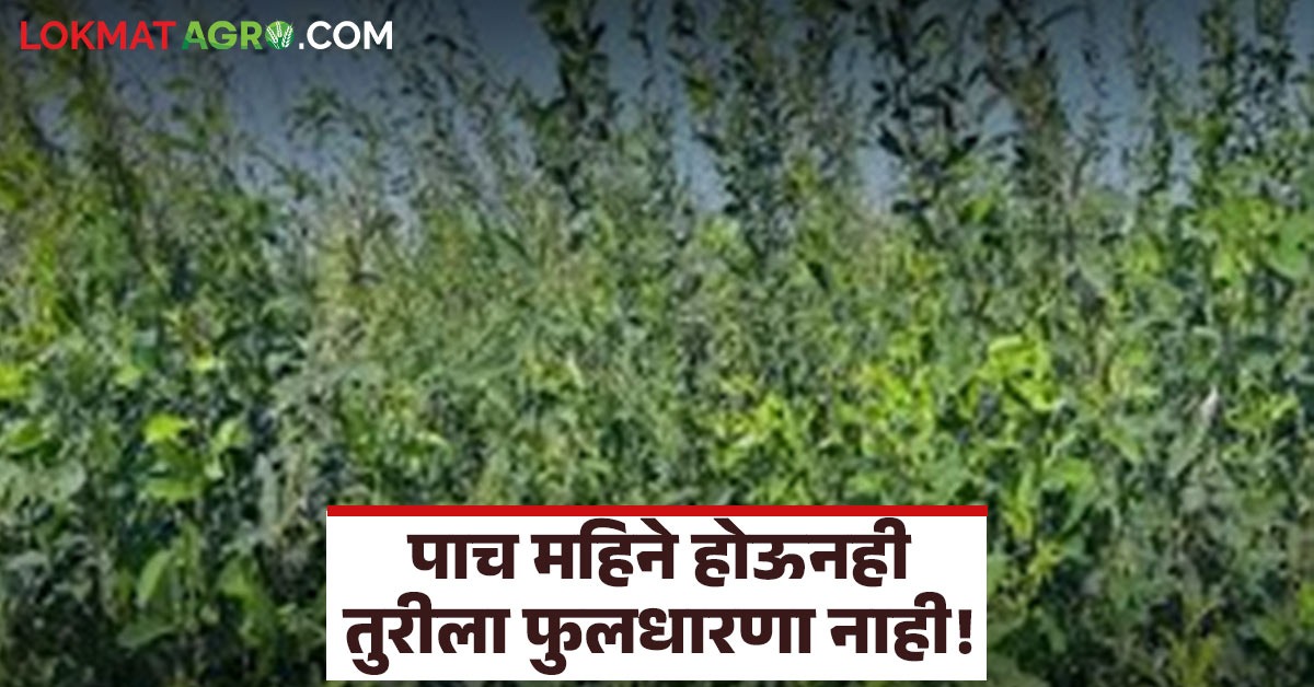 नामांकित कंपनीच्या 'या' वाणाचे तुर बियाणे निघाले बोगस; पाच महिने होऊनही ...