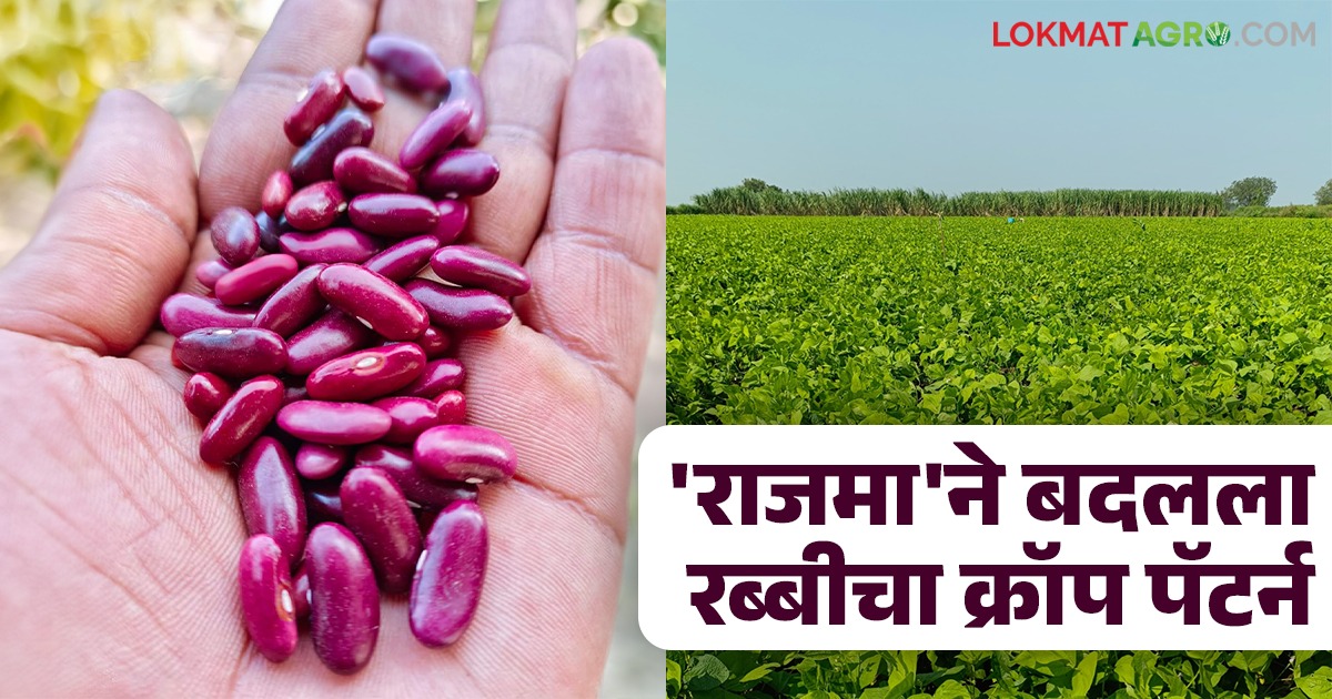 Rajma Farming : मराठवाड्याच्या शेतीचा गेम चेंजर 'राजमा'; शेतकऱ्यांनी ...
