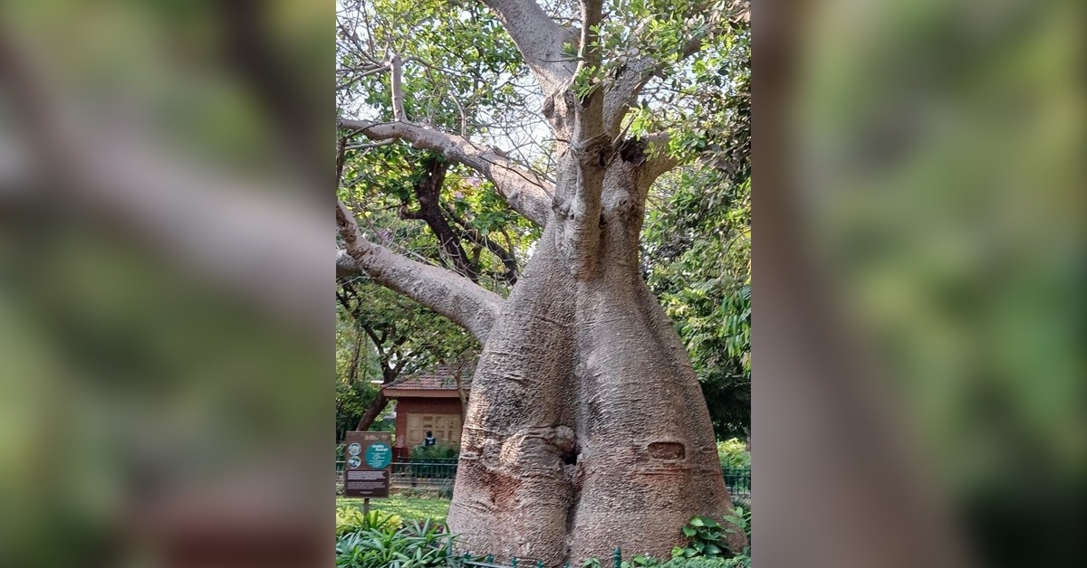 सांताक्रूझचा 'जेष्ठ नागरिक' धारातीर्थी; ३०० वर्षे पुरातन बाओबाब ...