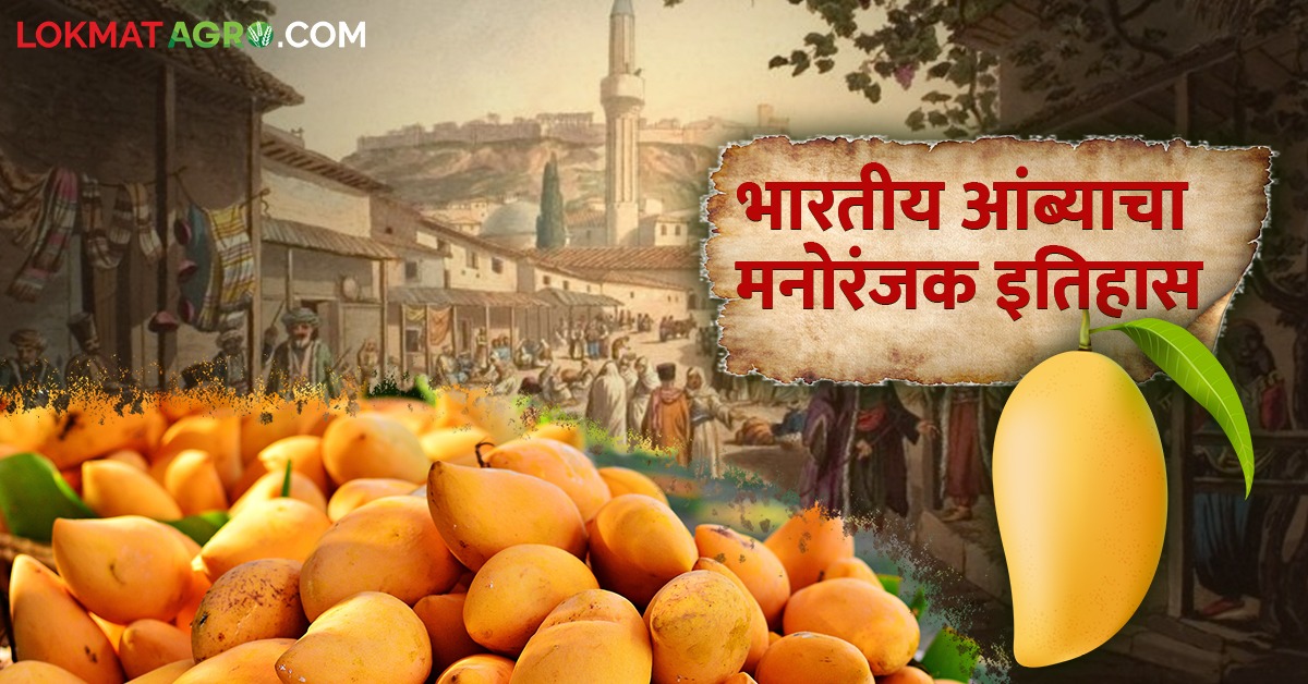Mango History: जगाला आंबा या फळाची अशी भुरळ पडली, काय होता आंब्याचा ...