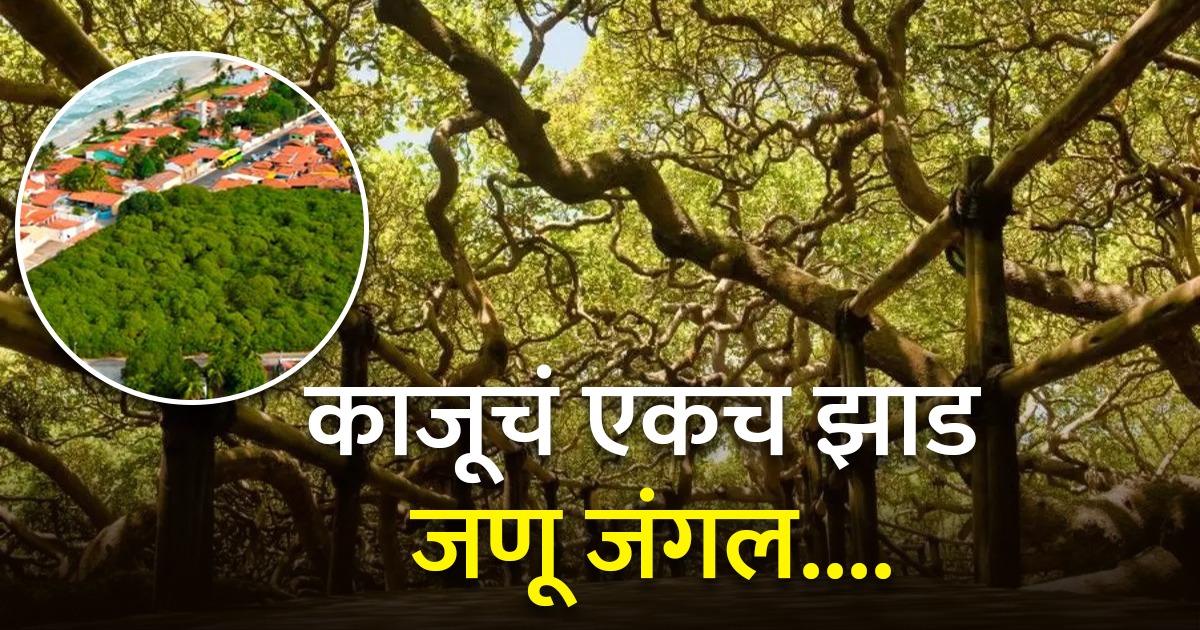 हे आहे जगातील सगळ्यात मोठं काजूचं झाड, जंगलासारखं दिसतं! वाचा विशाल ...
