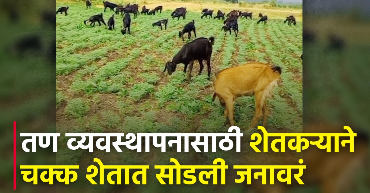 तण व्यवस्थापनासाठी शेतकऱ्याची अनोखी शक्कल! उभ्या पिकात सोडली जनावरे ...