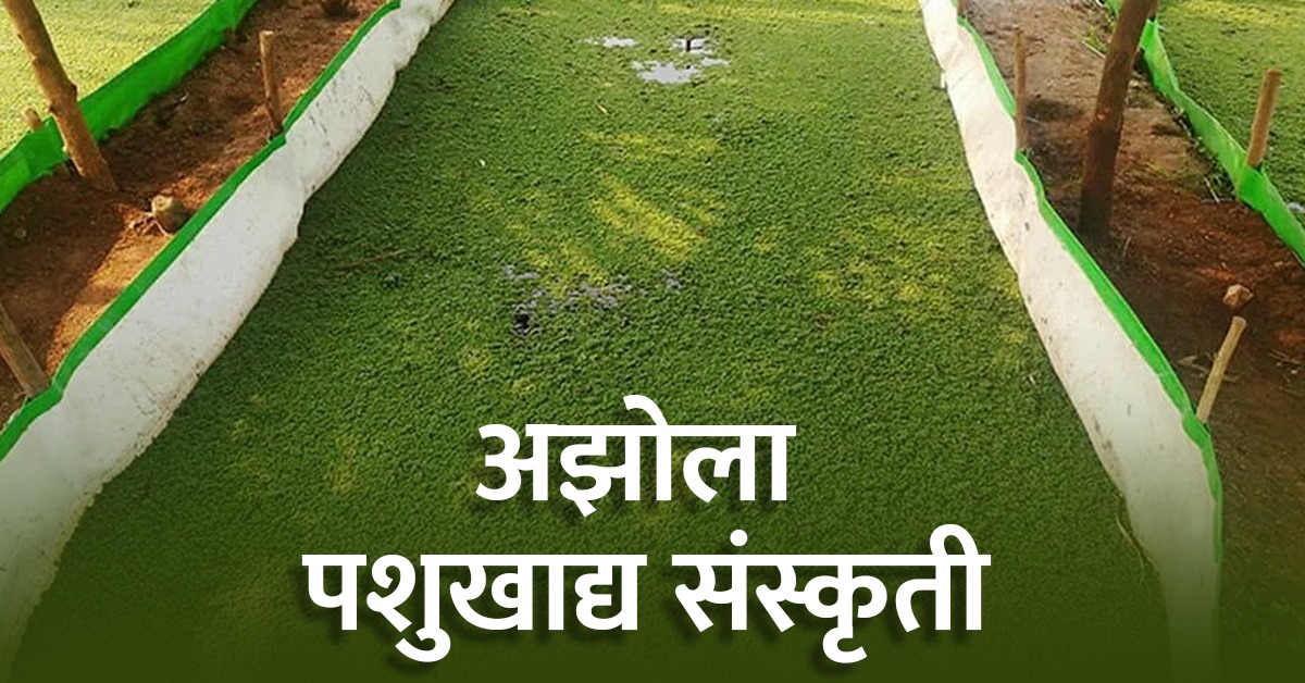 दुर्गम भागात 'अझोला' पशुखाद्याची संस्कृती, दुधात प्रति जनावर होतेय ...