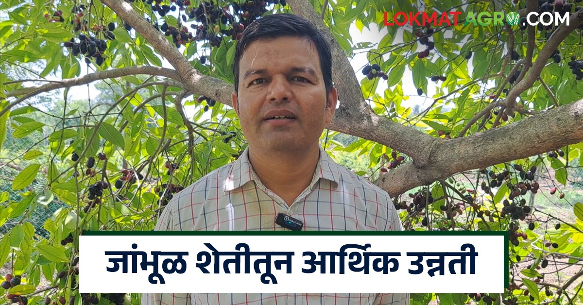 Farmer Success Story, Jamun farming, Jamun Success Story
