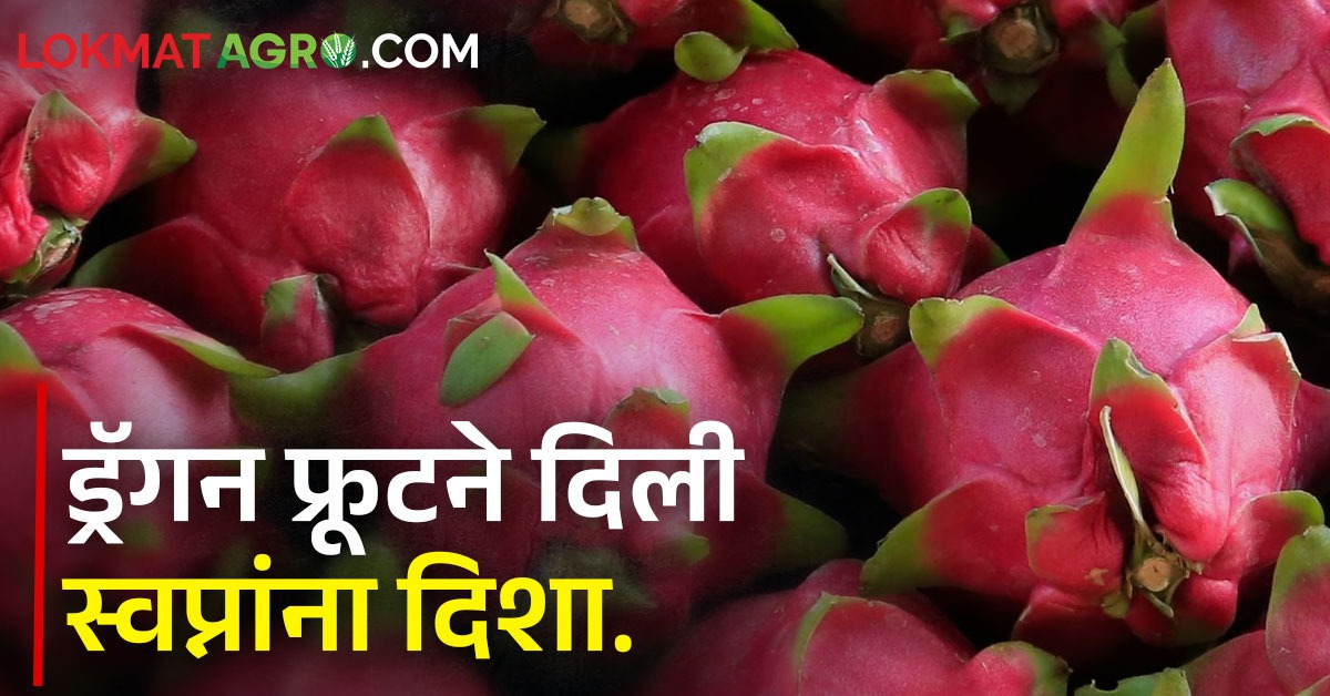 एकरभरात ड्रॅगन फ्रूटमधून लाखोंचे उत्पन्न; मका, सोयाबीनच्या पारंपरिक ...