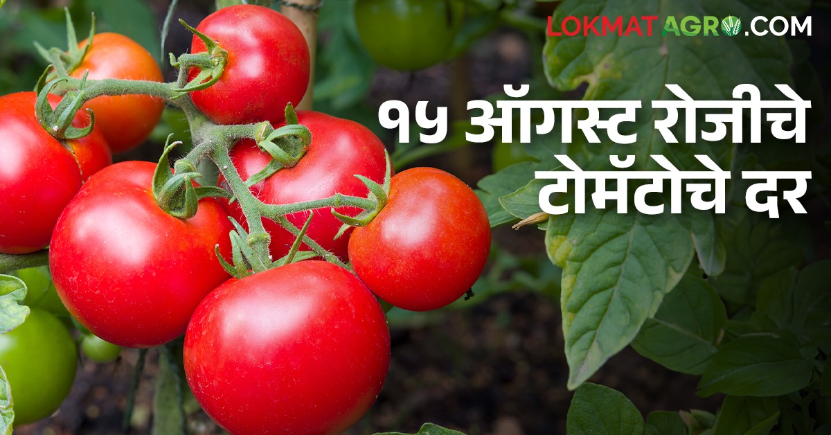 Tomato Rates : स्वातंत्र्यदिनाच्या दिवशी लाल टोमॅटोची केवळ ३ ठिकाणी आवक ...