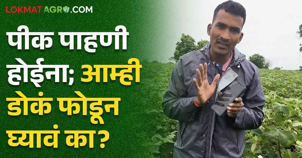 E-Pik Pahani : शेतकरी शेतात, ई-पीक पाहणीचा मध्य ३ किमी लांब! बीडच्या ...
