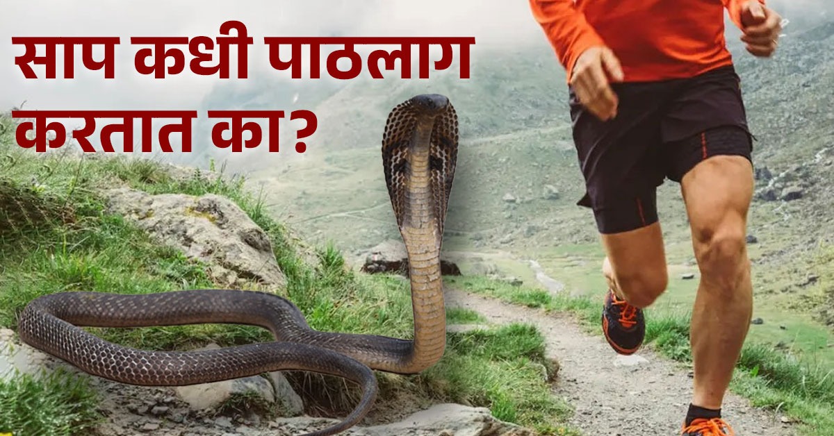 साप कधी मनुष्यांचा पाठलाग करतात का? स्‍नेक एक्‍सपर्टने केला खुलासा ...
