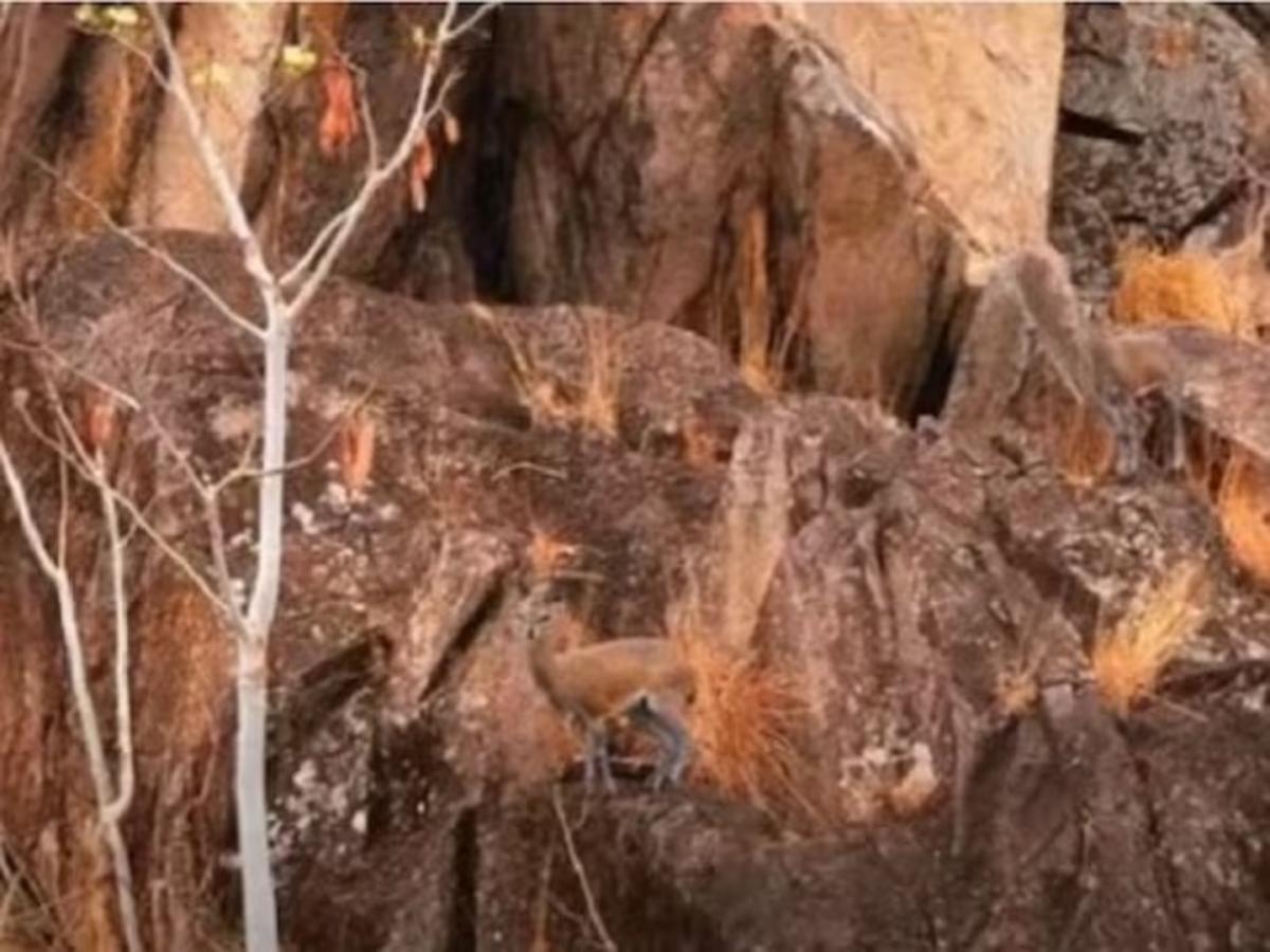 Optical Illusion : या दगडांमध्ये लपलं आहे एक हरिण, भले भले शोधण्यात ...