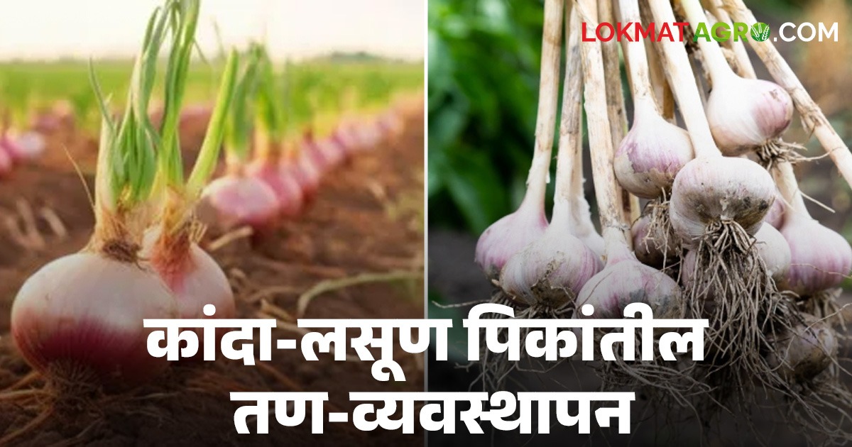 Weed Management : कांदा-लसूण पिकांतील तण-व्यवस्थापन कसं करायचं? 'या ...